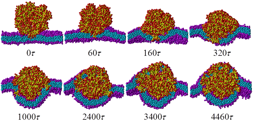 Soft Matter Simulation Lab