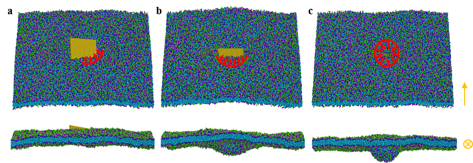 Soft Matter Simulation Lab